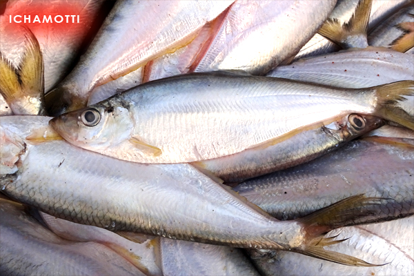 Fesa Mach/ ফেশা মাছ